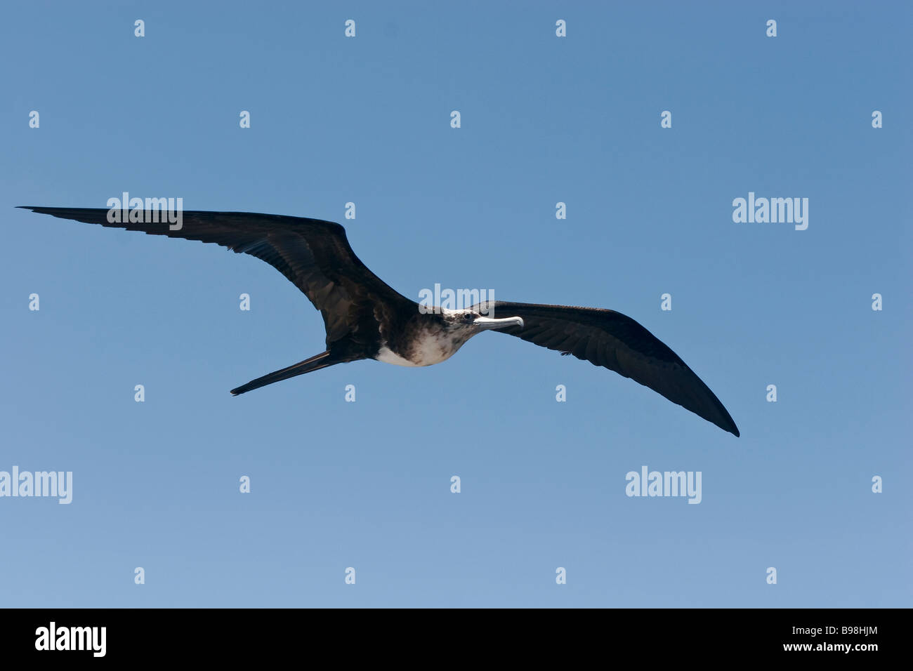 adolescent magnificent frigate bird in flight Galapagos Islands Ecuador ...