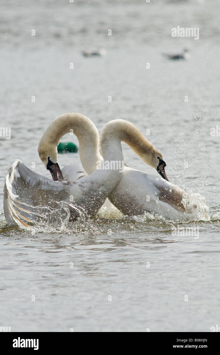 Young mating hi-res stock photography and images - Alamy