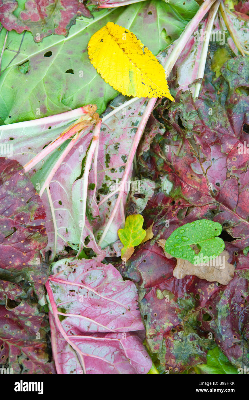 Variety of colorful leaves Stock Photo - Alamy