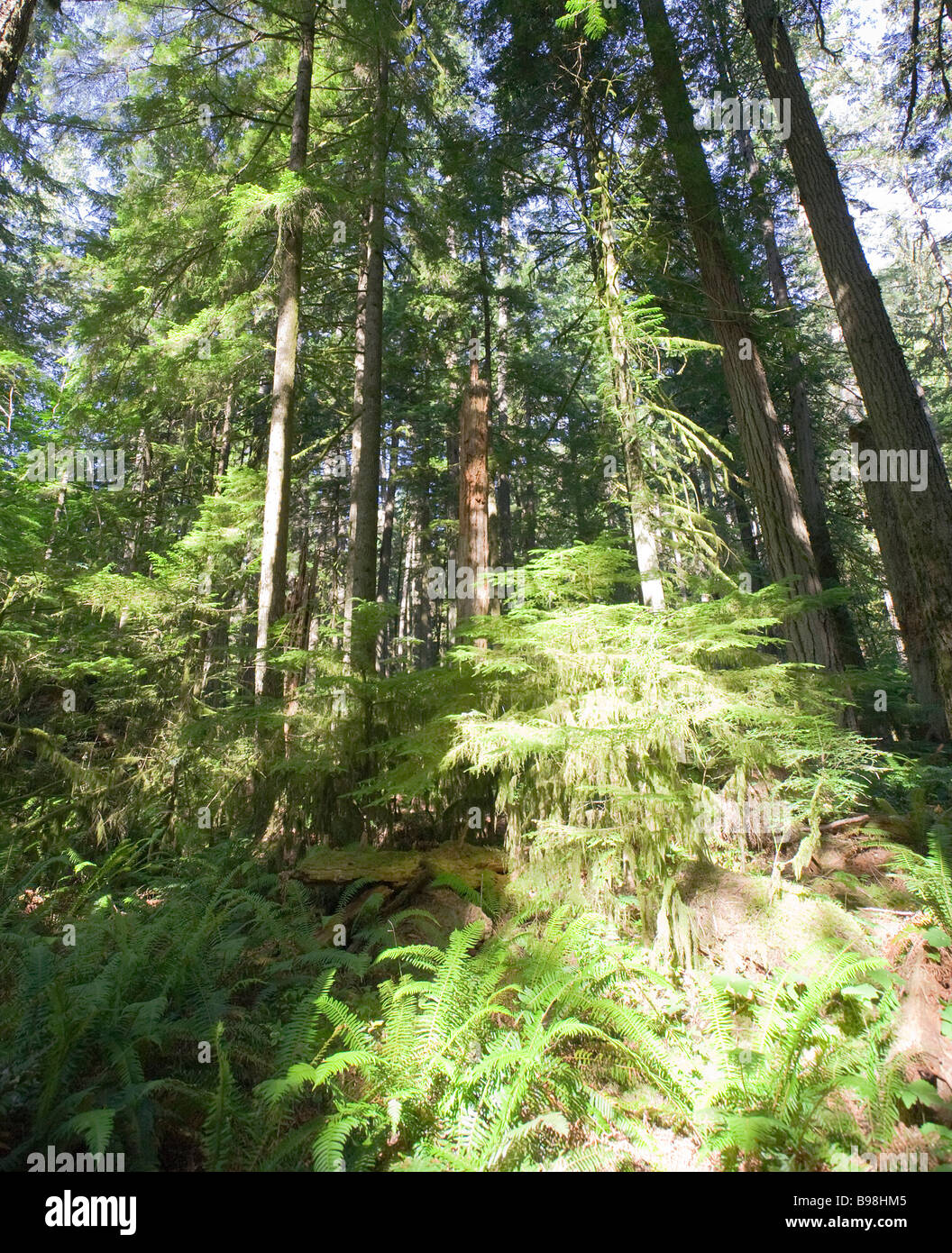 Fern and young Douglas Firs growing on giant fallen tree Stock Photo ...