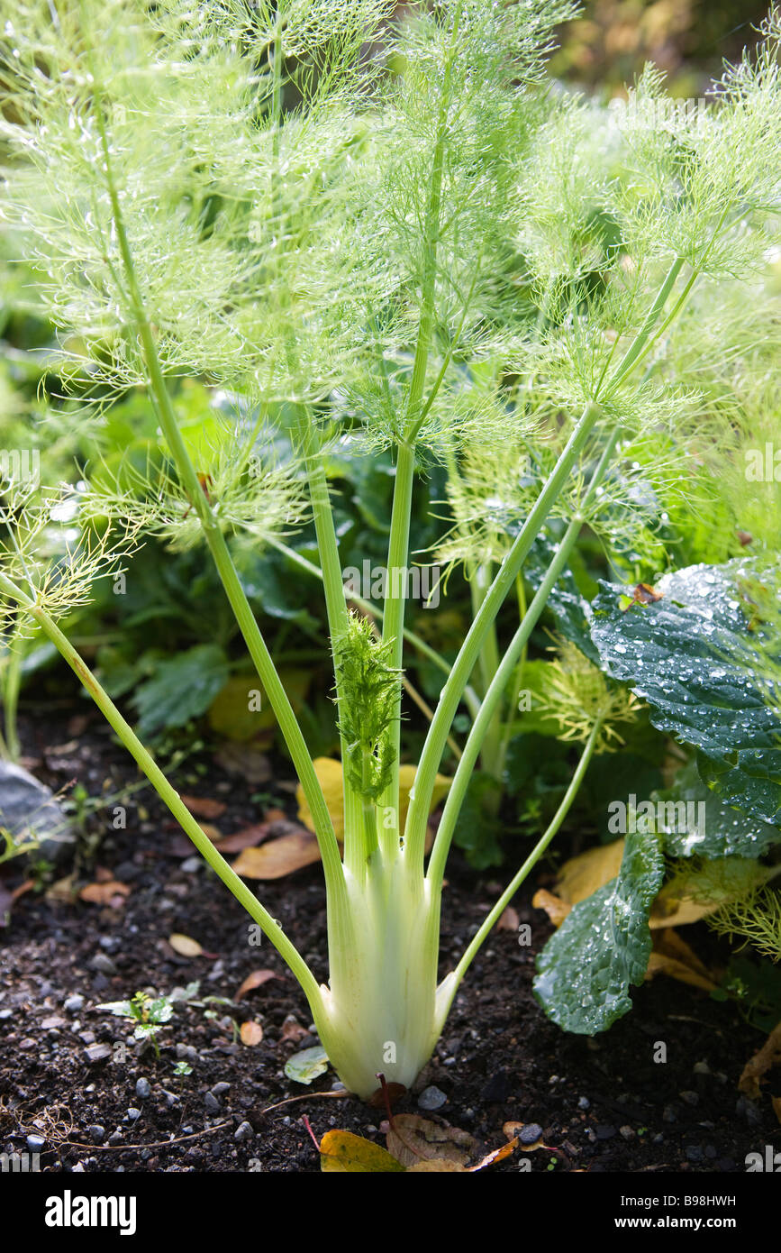 Fennel hi-res stock photography and images - Alamy