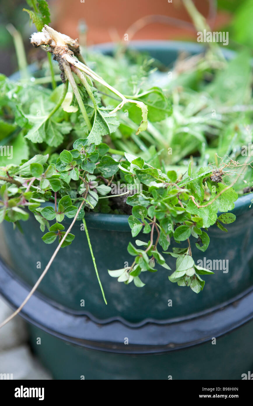 Plants in pot Stock Photo - Alamy