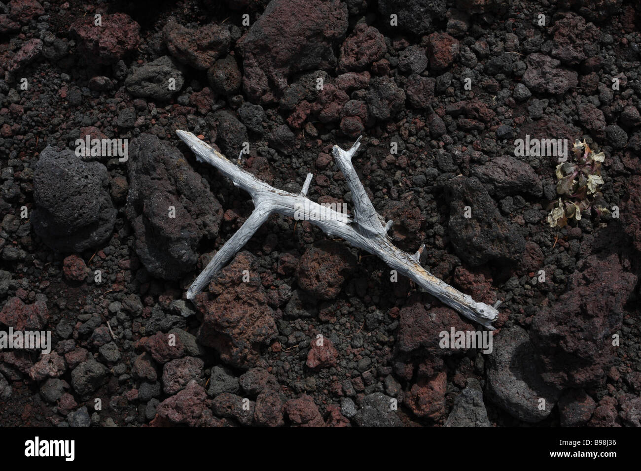 stick on volcanic rock Stock Photo - Alamy