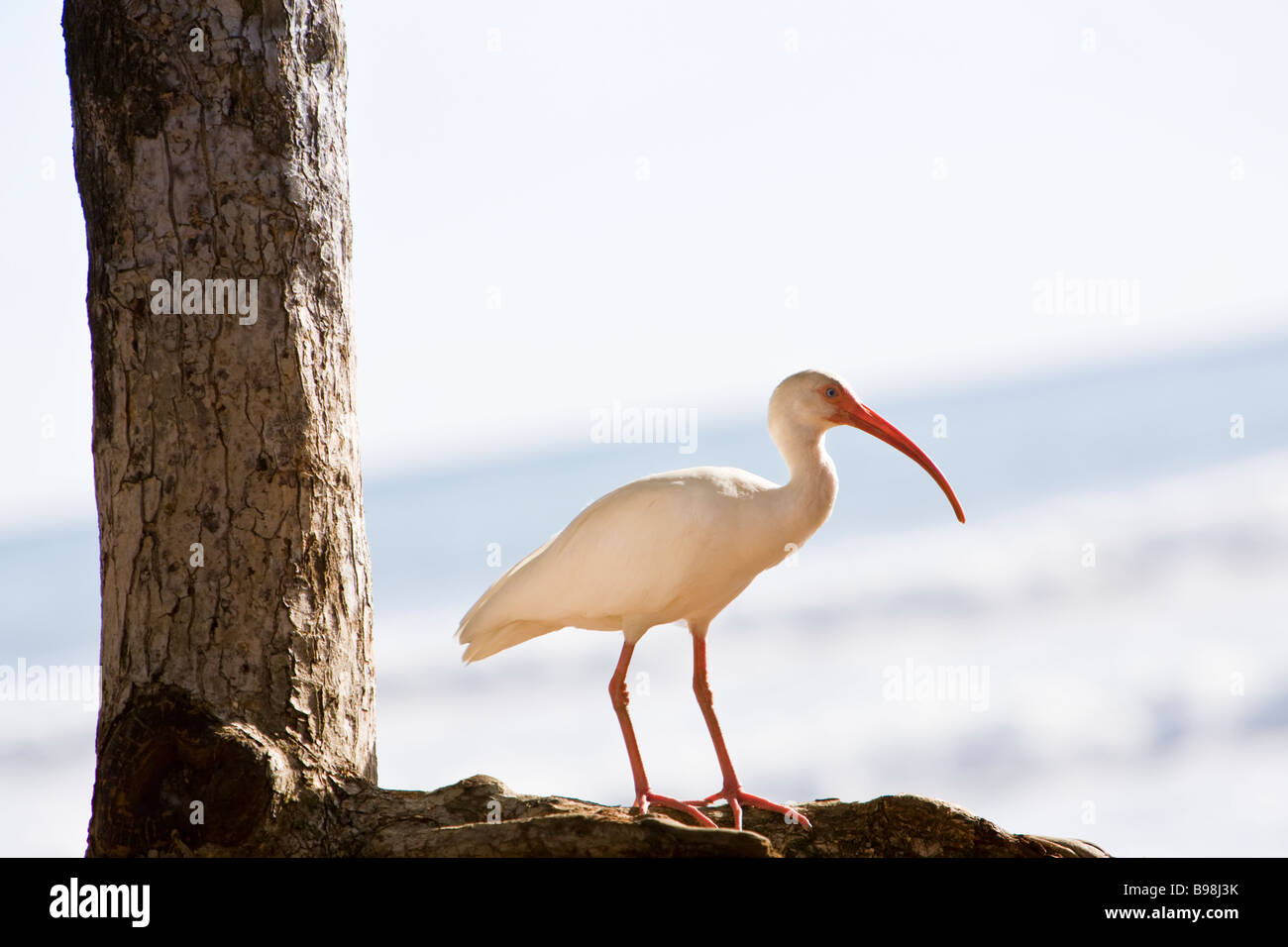 American White Ibis (Eudocimus albus) standing in front of the ocean in ...