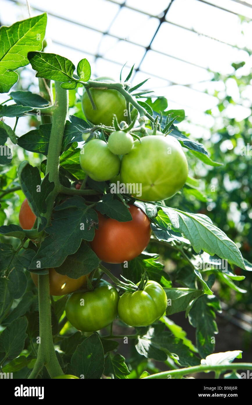 Images of tomatoes growing hi-res stock photography and images - Alamy