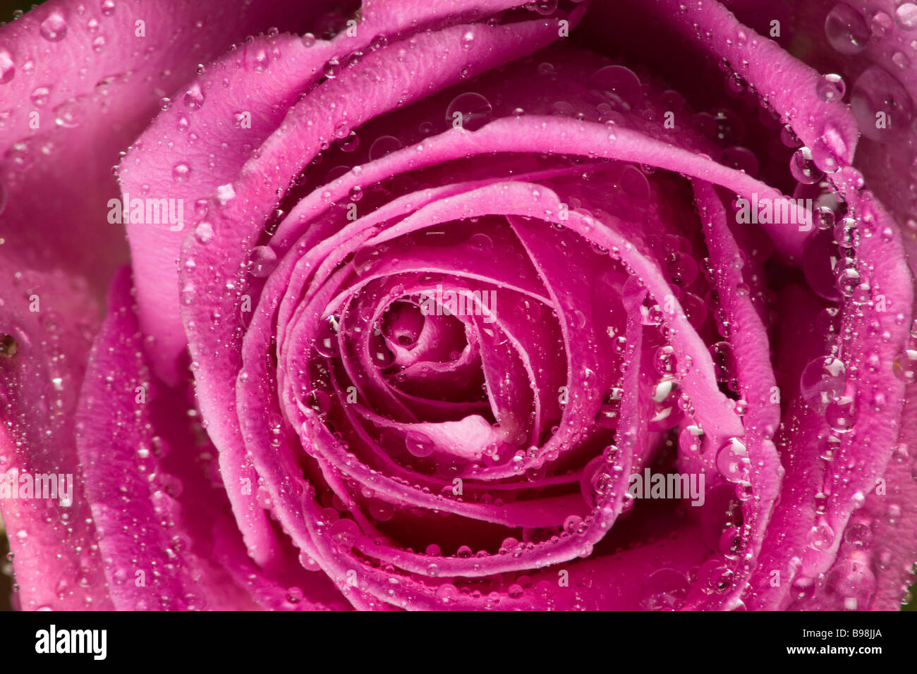 close up pink rose flower head Stock Photo - Alamy