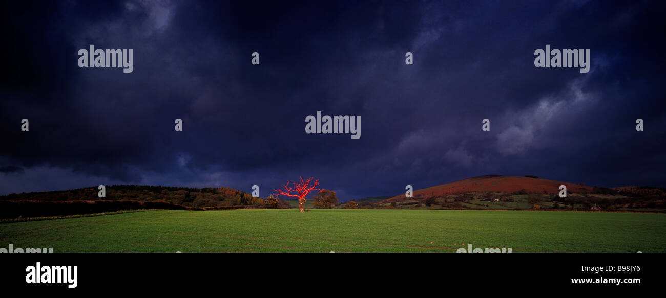 Lydham’s Bound Tree. Wrapped red tree by artist Phillipa Lawrence along ...