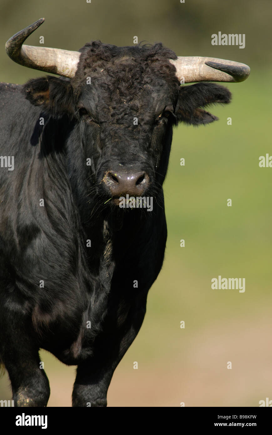 Spanish Fighting Bull Breeds