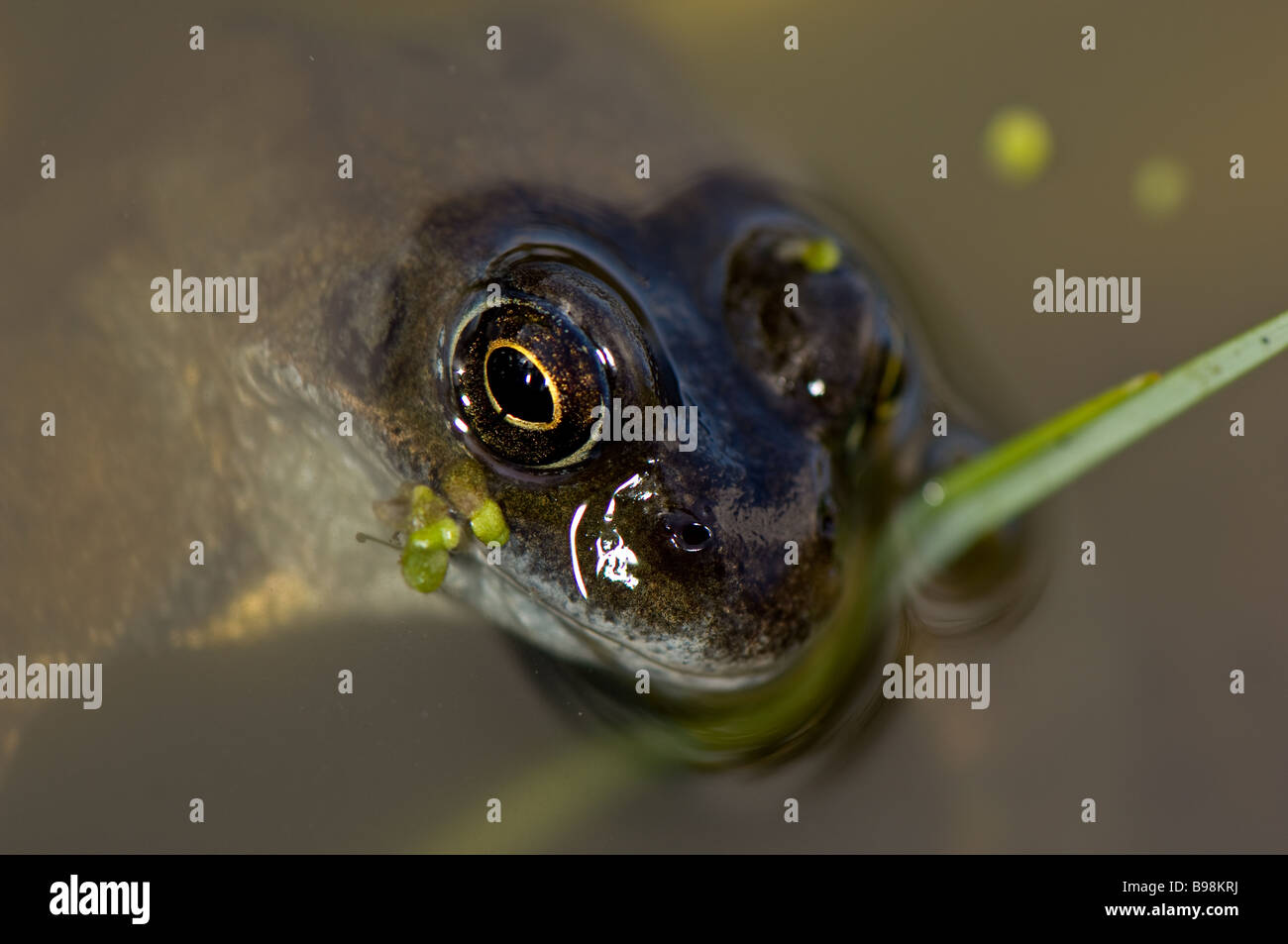 Common adult male frog emerging from a pond during mating Stock Photo ...