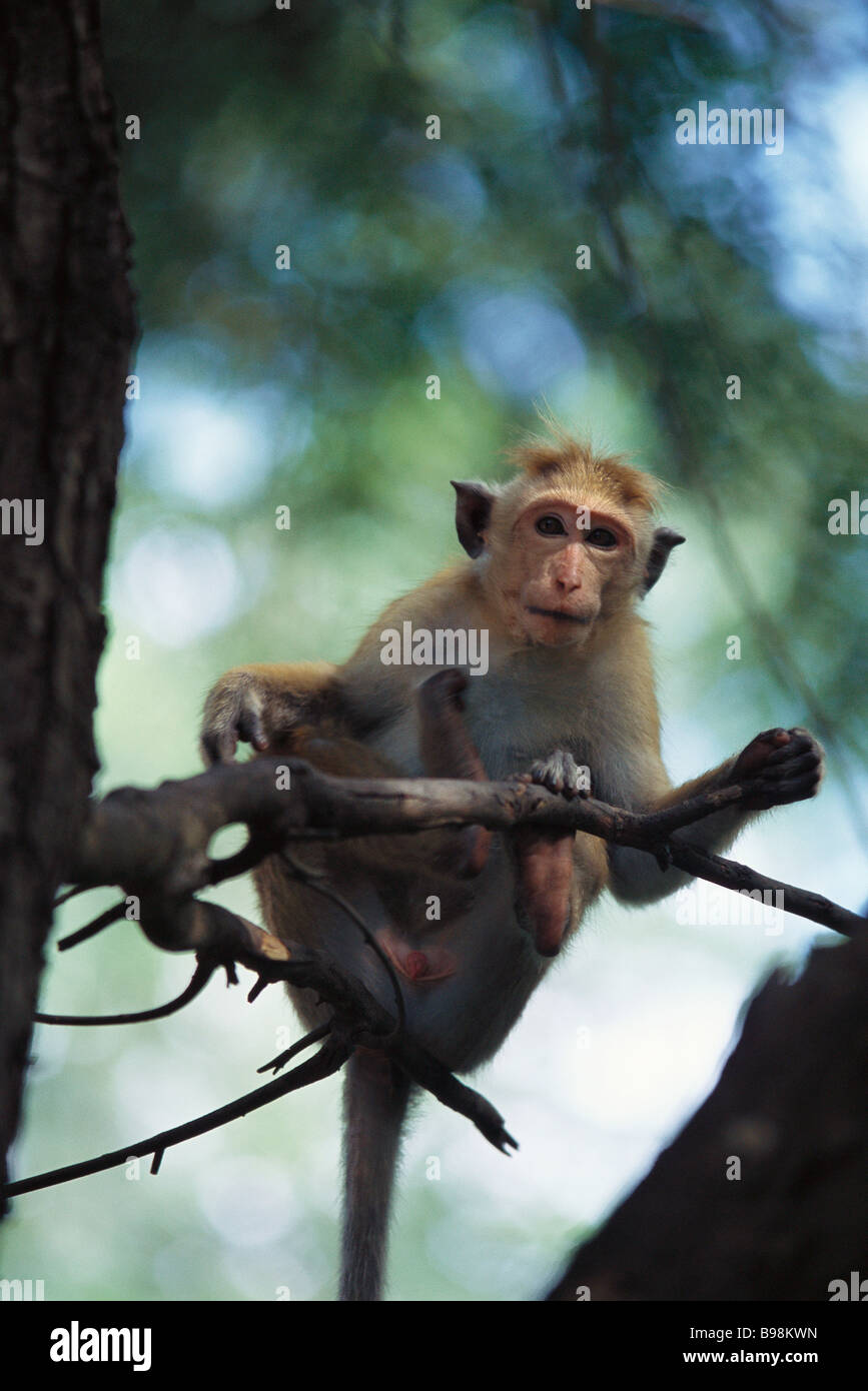 Rhesus Monkey High Resolution Stock Photography and Images - Alamy
