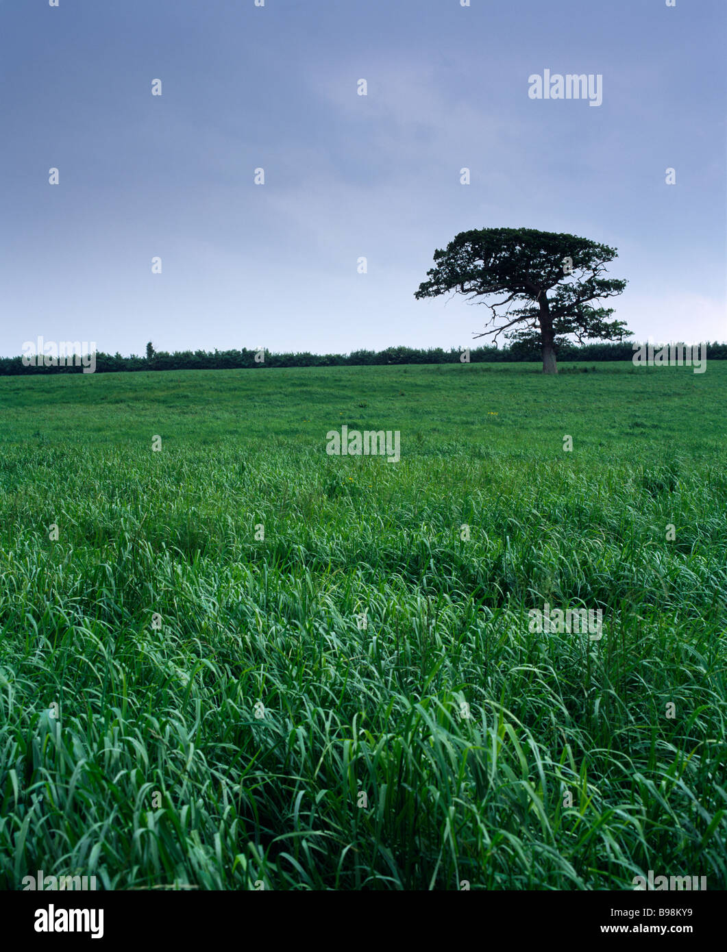 Oak in grass field hi-res stock photography and images - Alamy