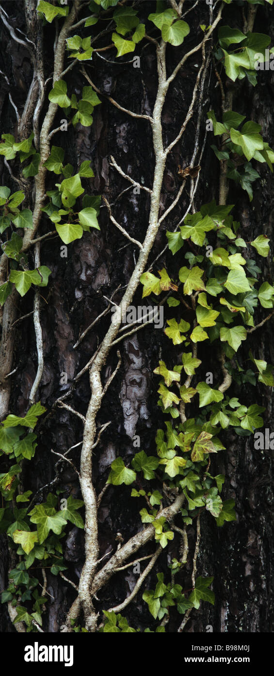 English ivy climbing pine tree hi-res stock photography and images - Alamy