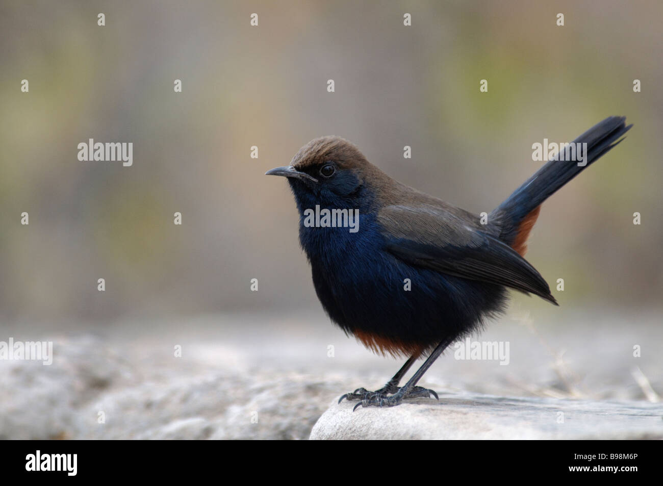 Indian robin sitting on stone hi-res stock photography and images - Alamy