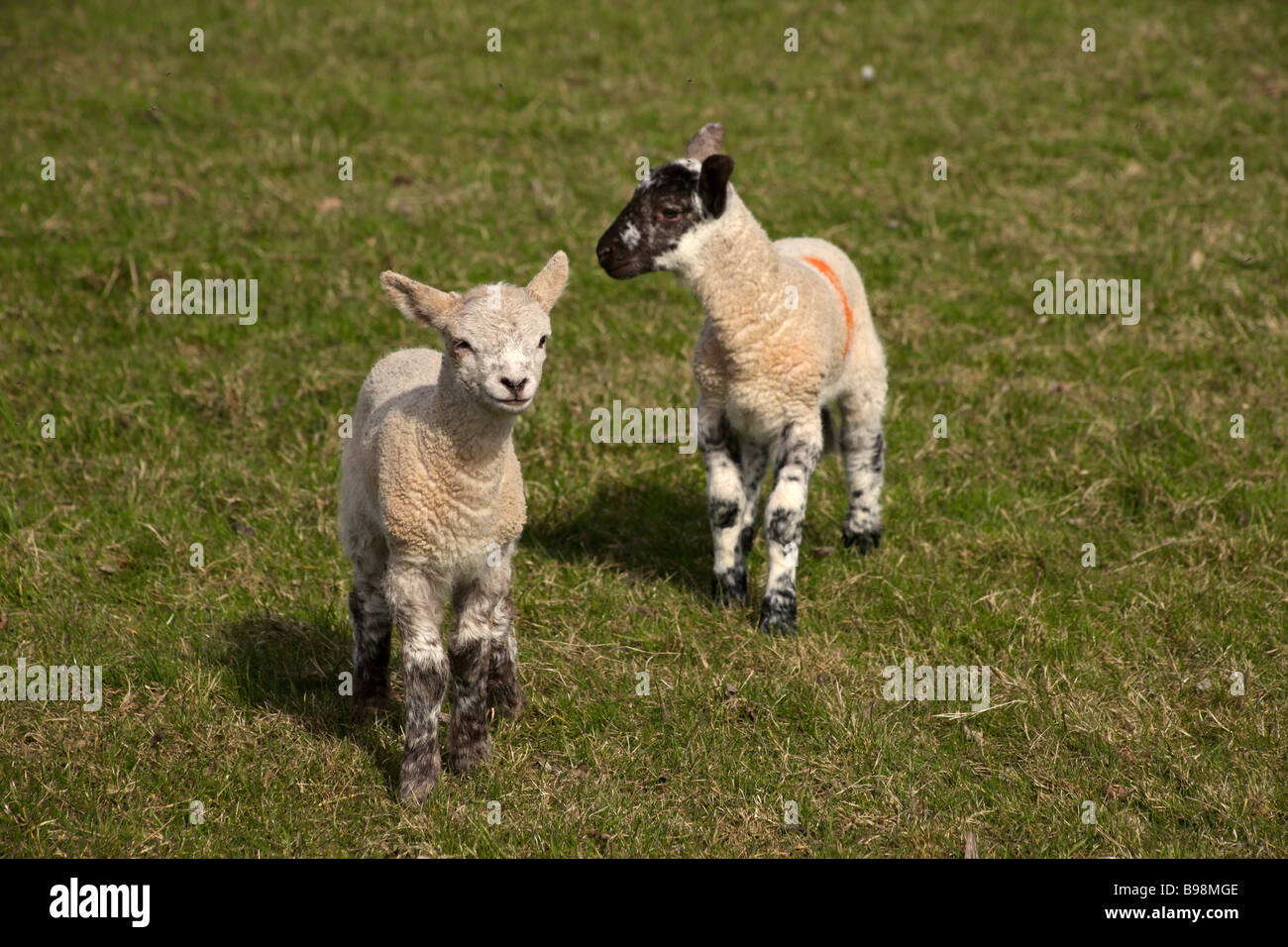 Lambs england hi-res stock photography and images - Alamy