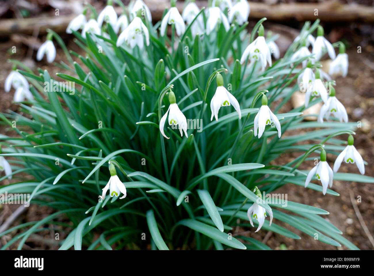 A clump of snowdrops in a wood Stock Photo - Alamy