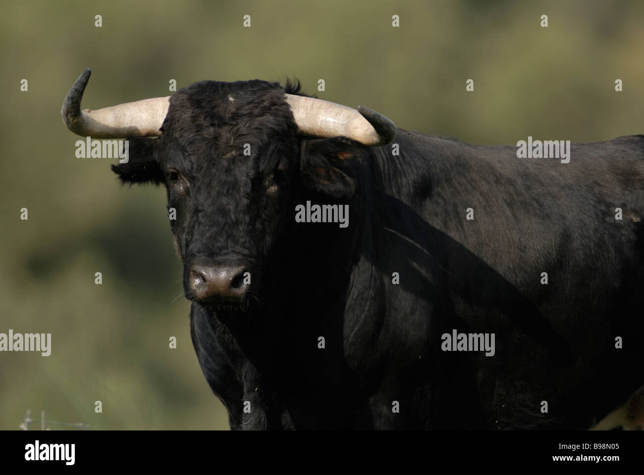 Spanish fighting bull hi-res stock photography and images - Alamy