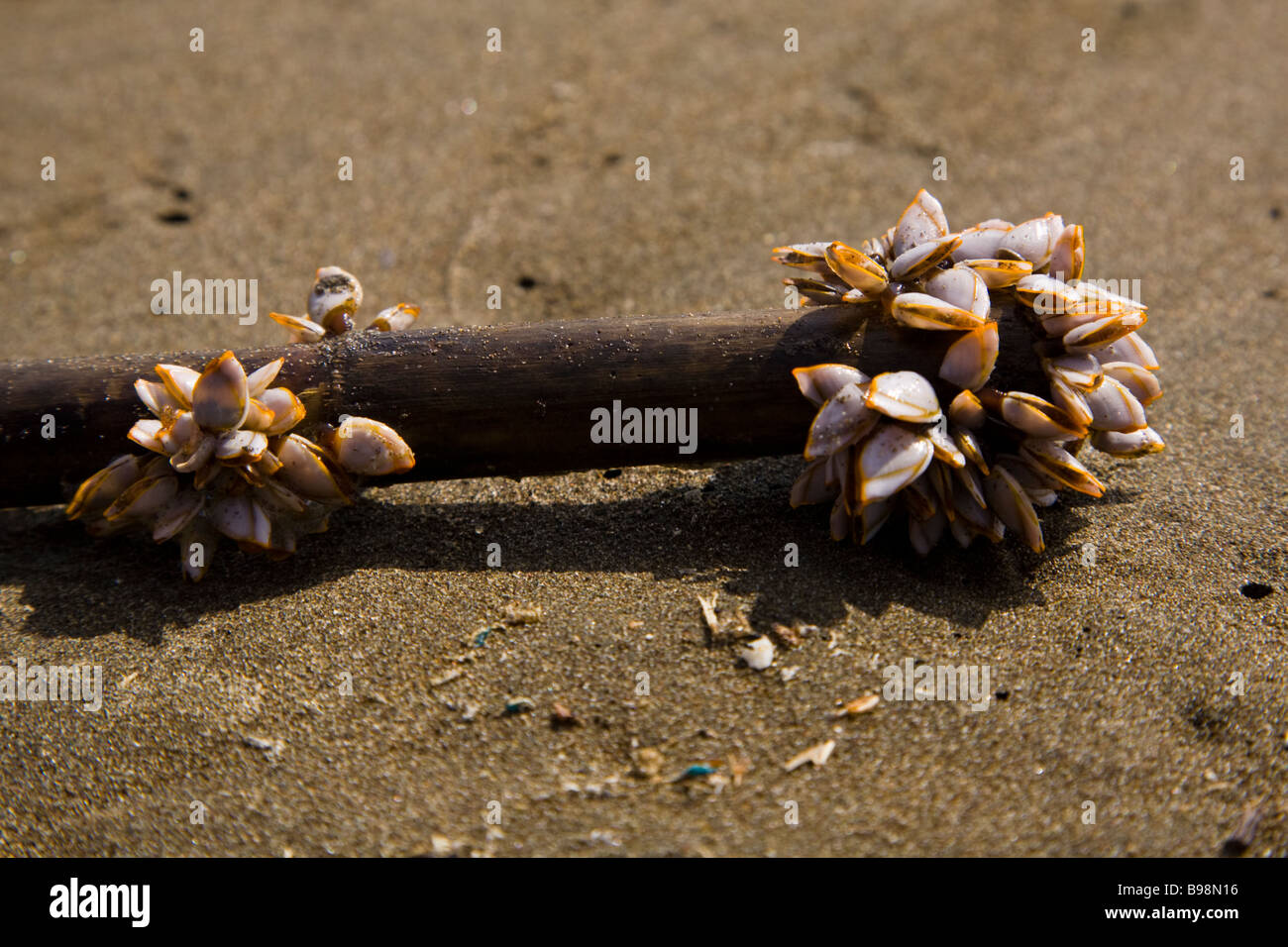 Group of mollusks gathered onto a piece of driftwood in Dominical ...