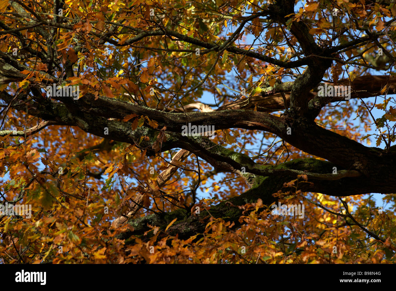 Autumnal colours of English Oak tree, Quercus robur, in the New Forest ...