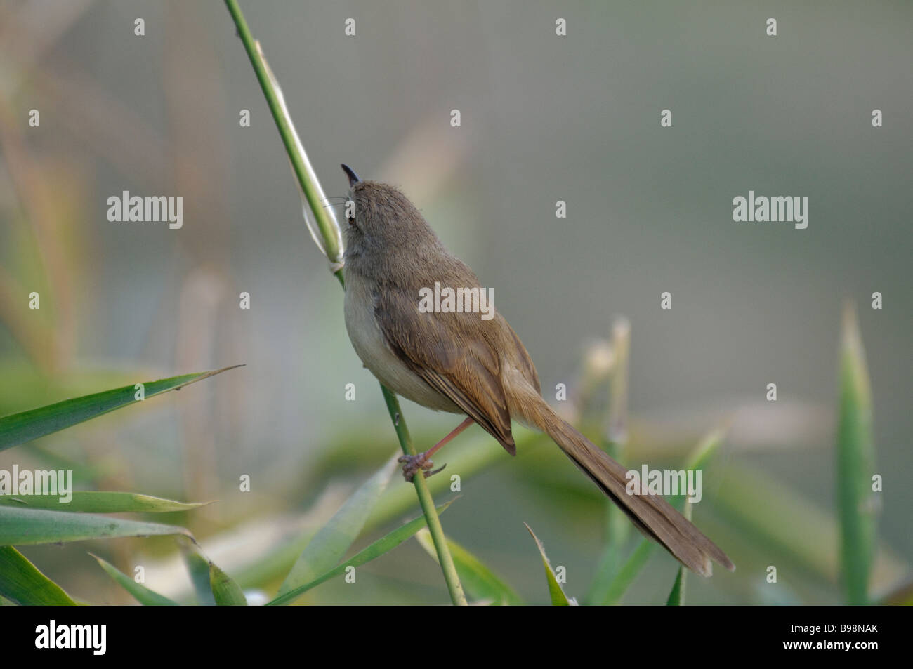 India prinia inornata hi-res stock photography and images - Alamy