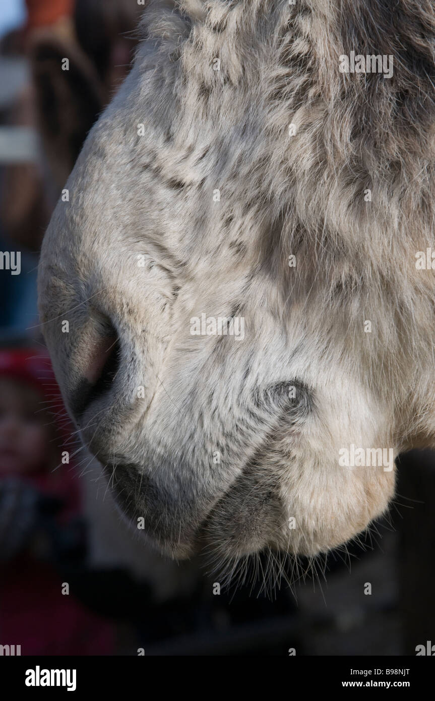 Snout of donkey Stock Photo - Alamy