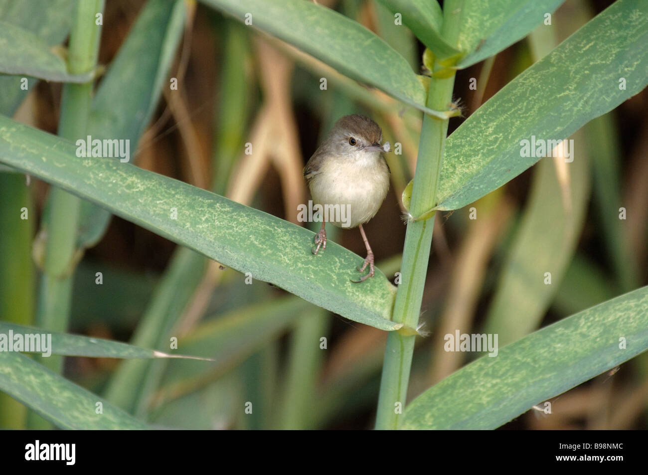 India prinia inornata hi-res stock photography and images - Alamy