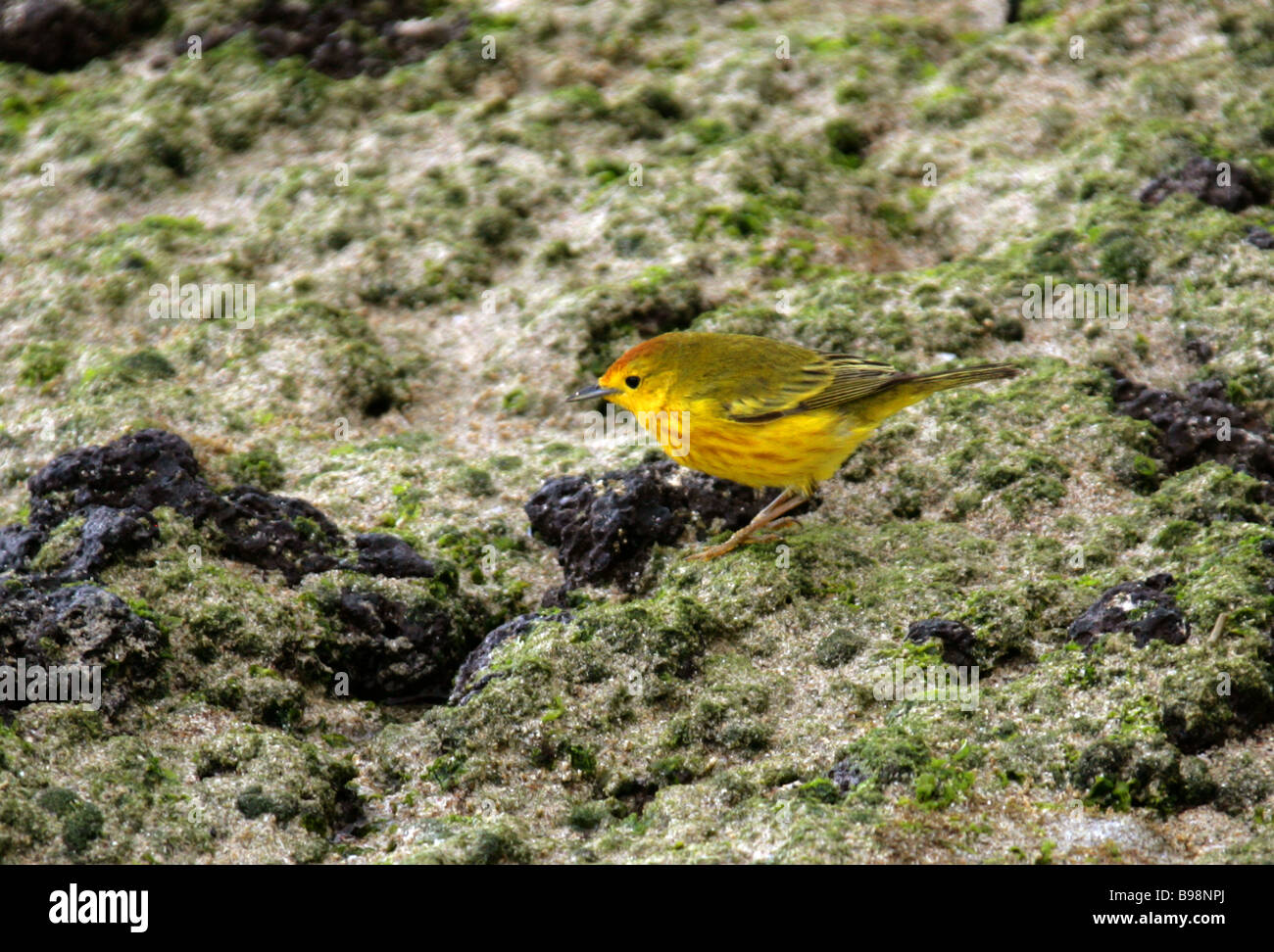 Yellow streaked warbler hi-res stock photography and images - Alamy