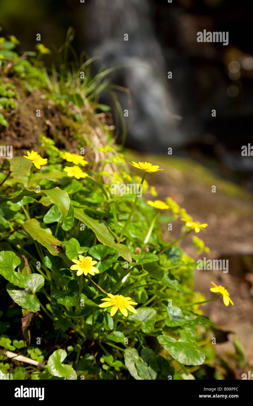 Lesser celandine uk hi-res stock photography and images - Alamy