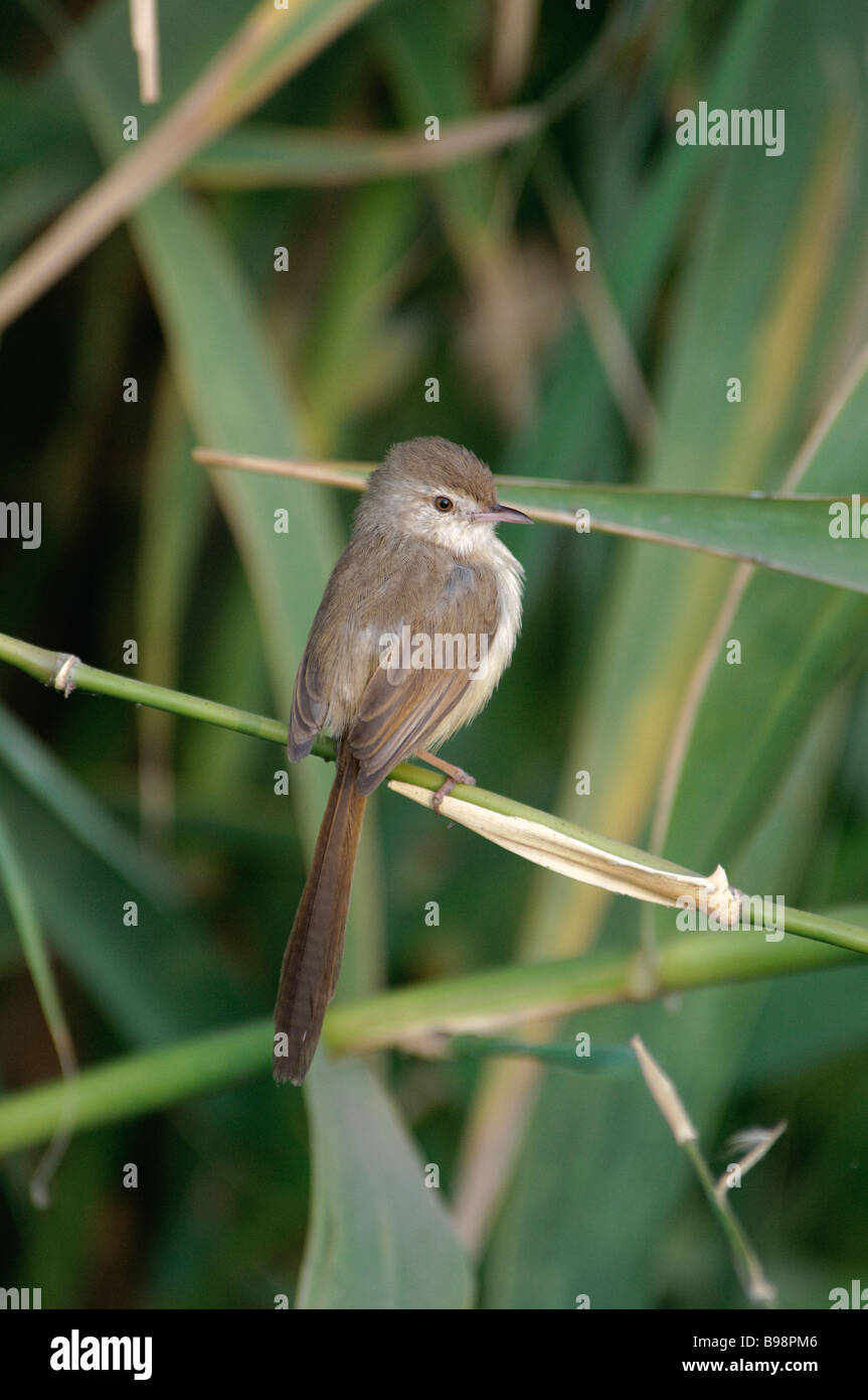 India prinia inornata hi-res stock photography and images - Alamy