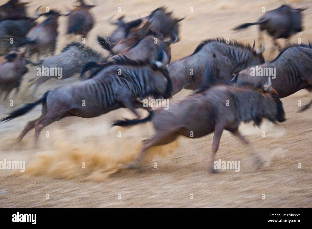 Wildebeest run and kick up dust in the early morning in the Kalahari ...