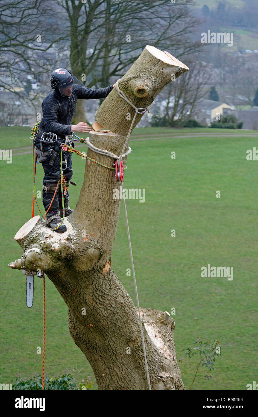Tree surgeon lopping the trunk of a 60 foot ash tree. Kendal, Cumbria ...