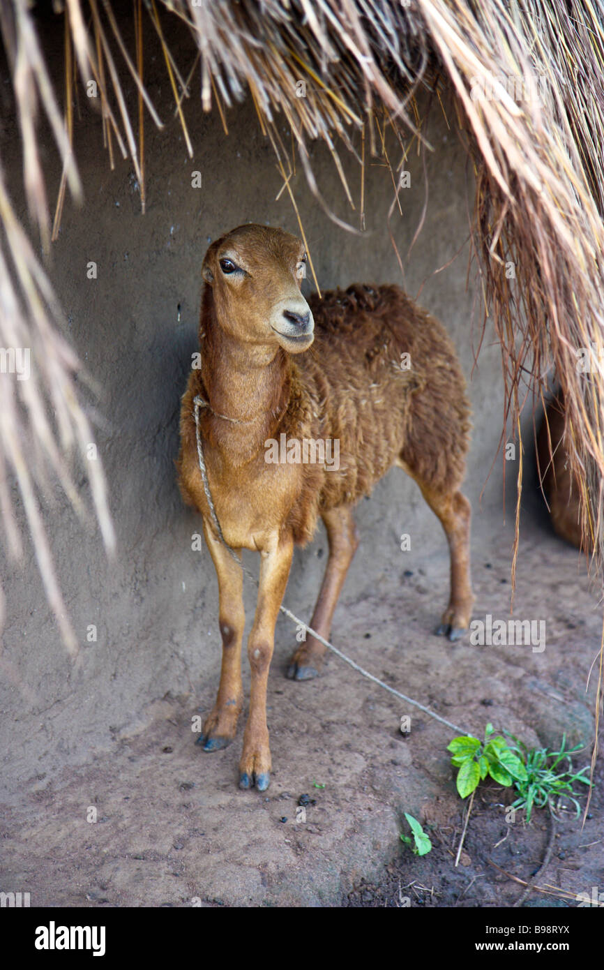 Goat cooling off in the shade of an eave of a Ugandan hut Stock Photo ...