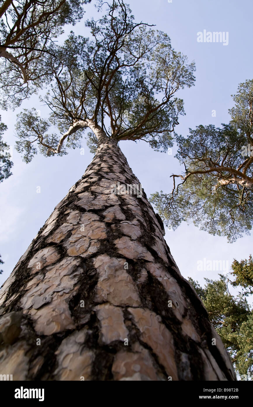 Looking up a tall pine tree Stock Photo - Alamy