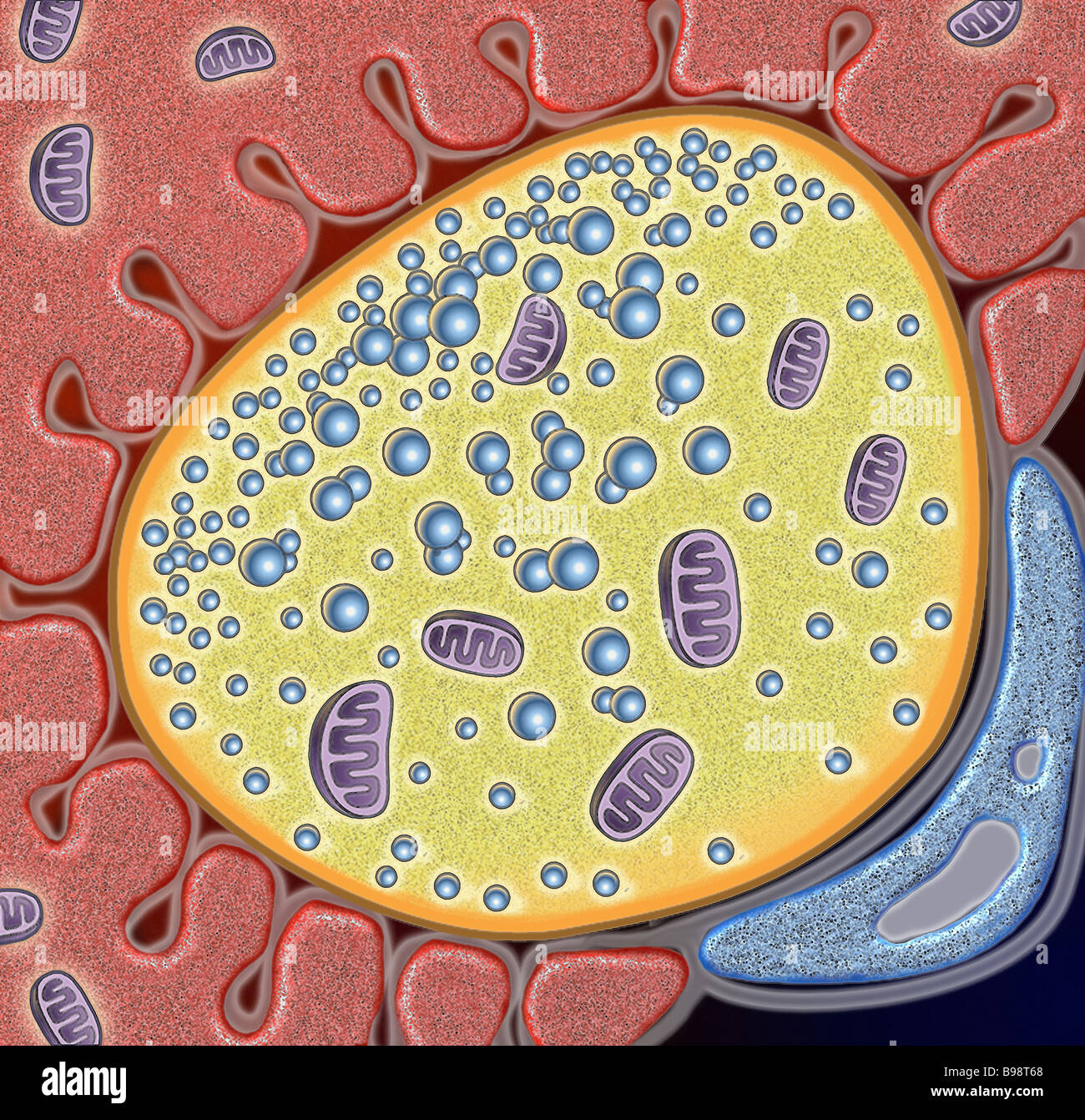 Synaptic cleft hi-res stock photography and images - Alamy