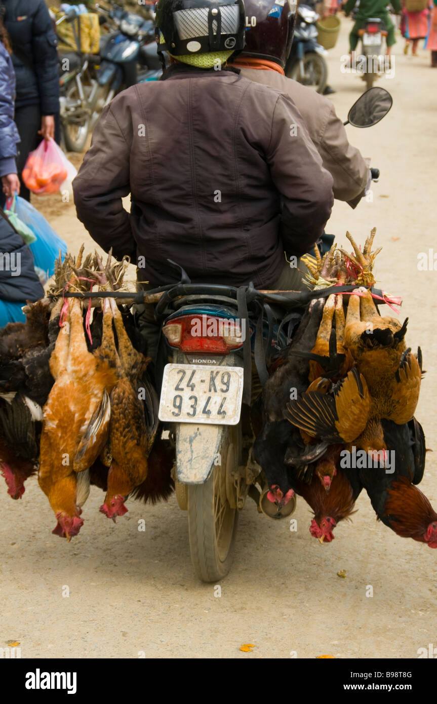 chickens on a motorbike in Sapa Vietnam Stock Photo - Alamy