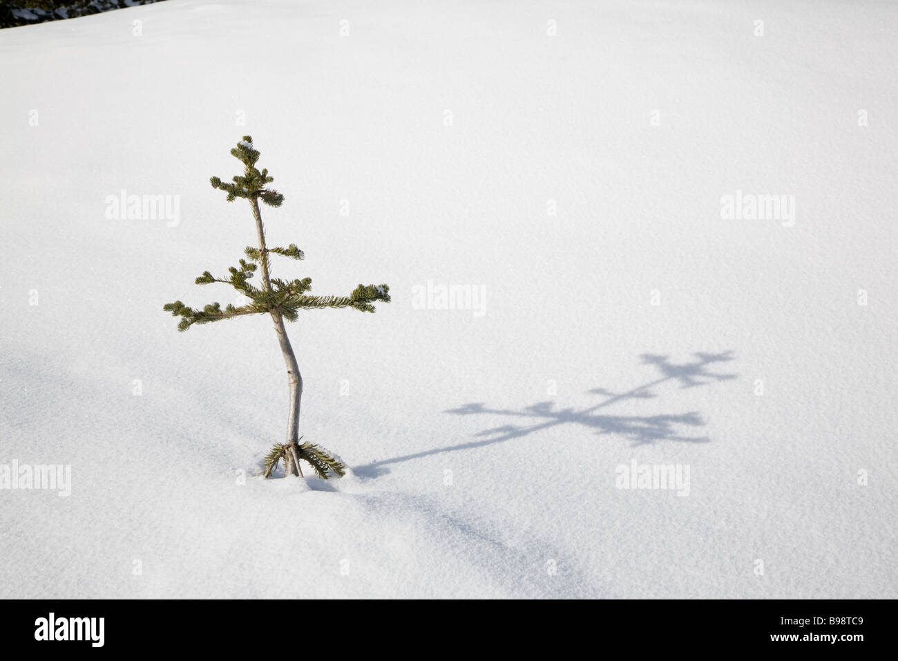Fir Tree Shadow on Snow Stock Photo - Alamy