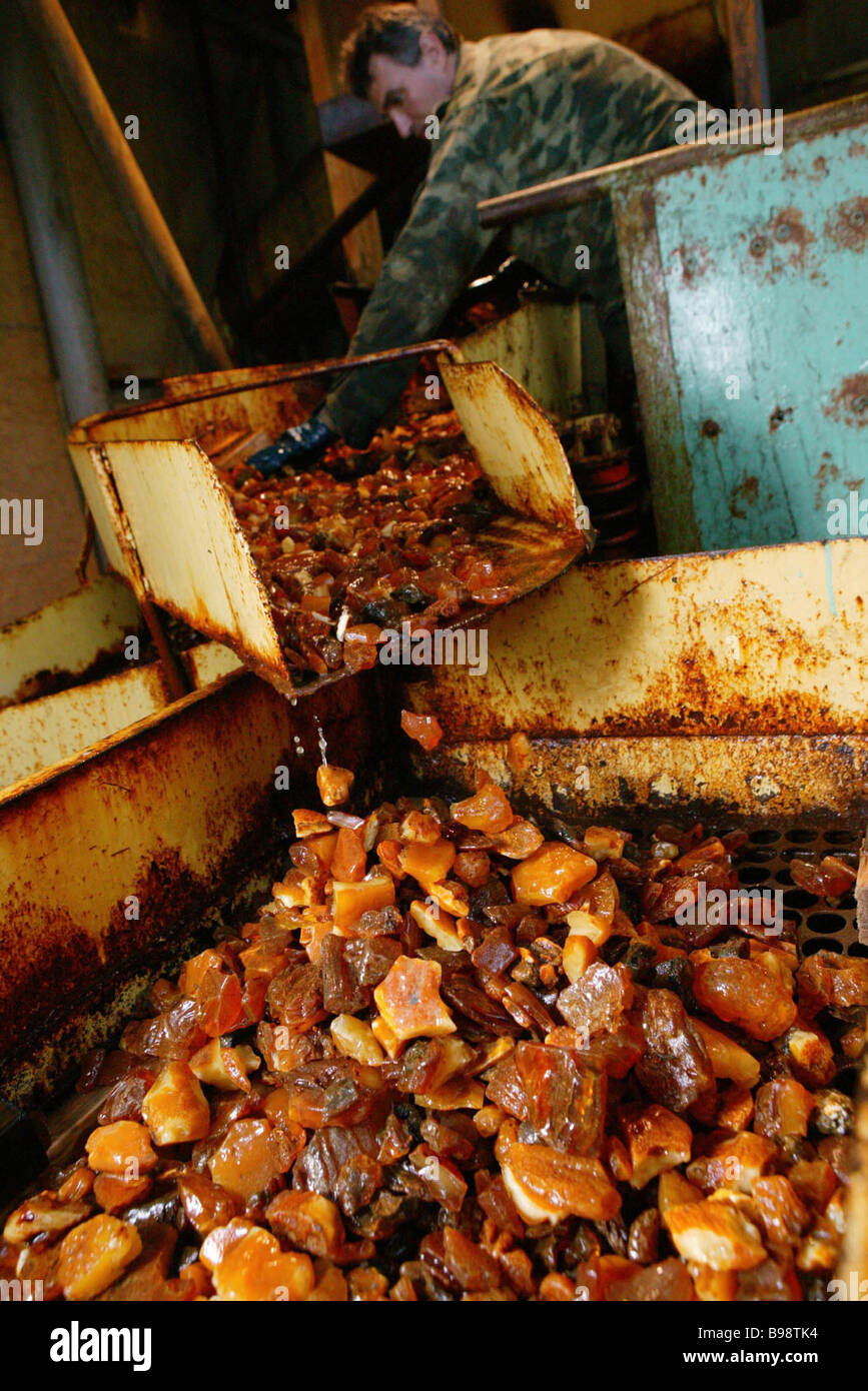 Refining and sorting amber at the Kaliningrad amber plant Stock Photo ...