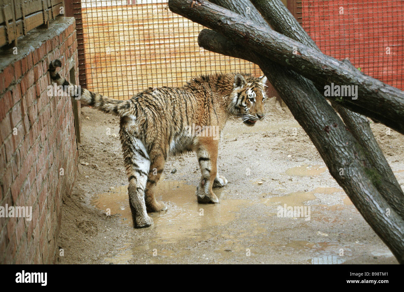 One year old tiger cub seized from photographers on the Stary Arbat ...
