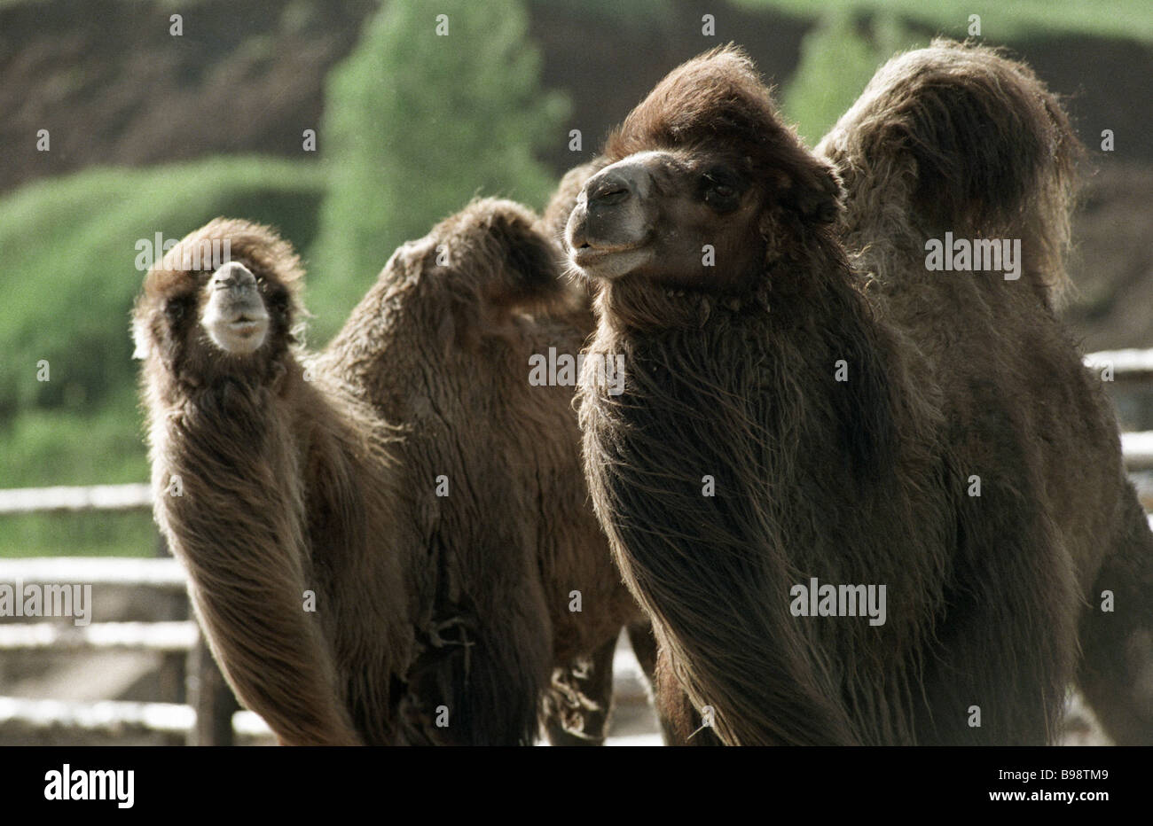 Female and male of the Central Asian Bactrian in the Moscow zoo ...