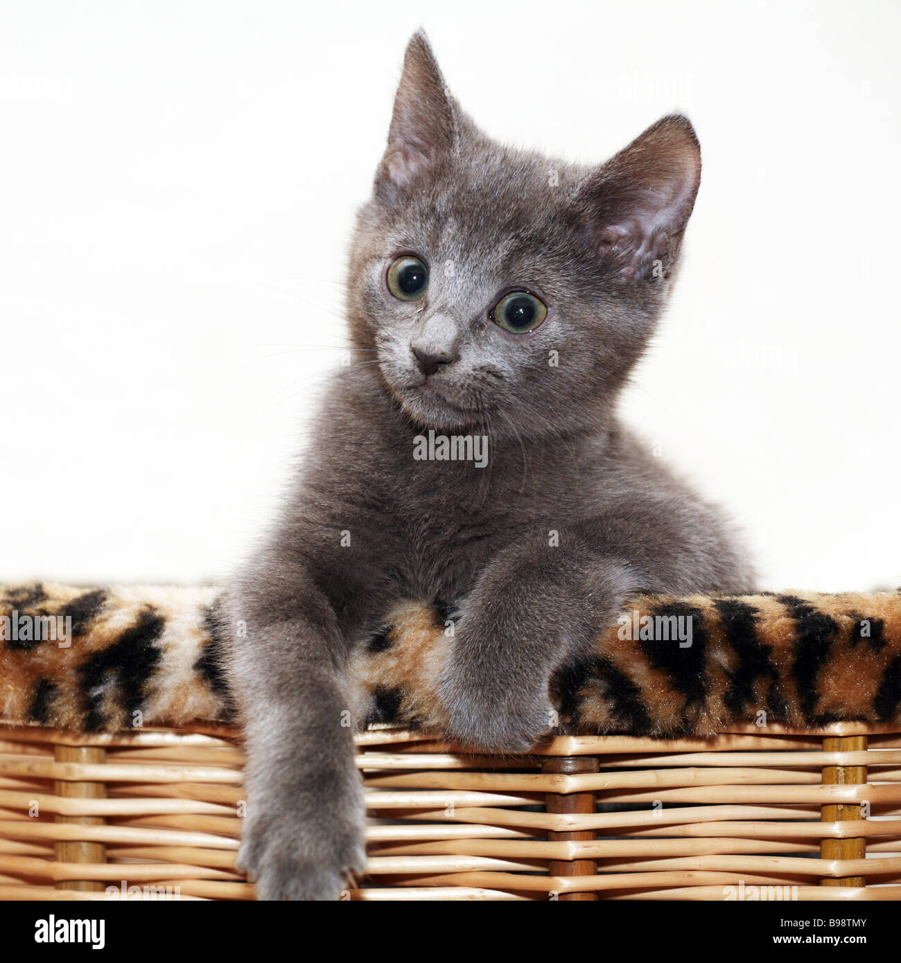 Russian Blue Kitten Stock Photo - Alamy
