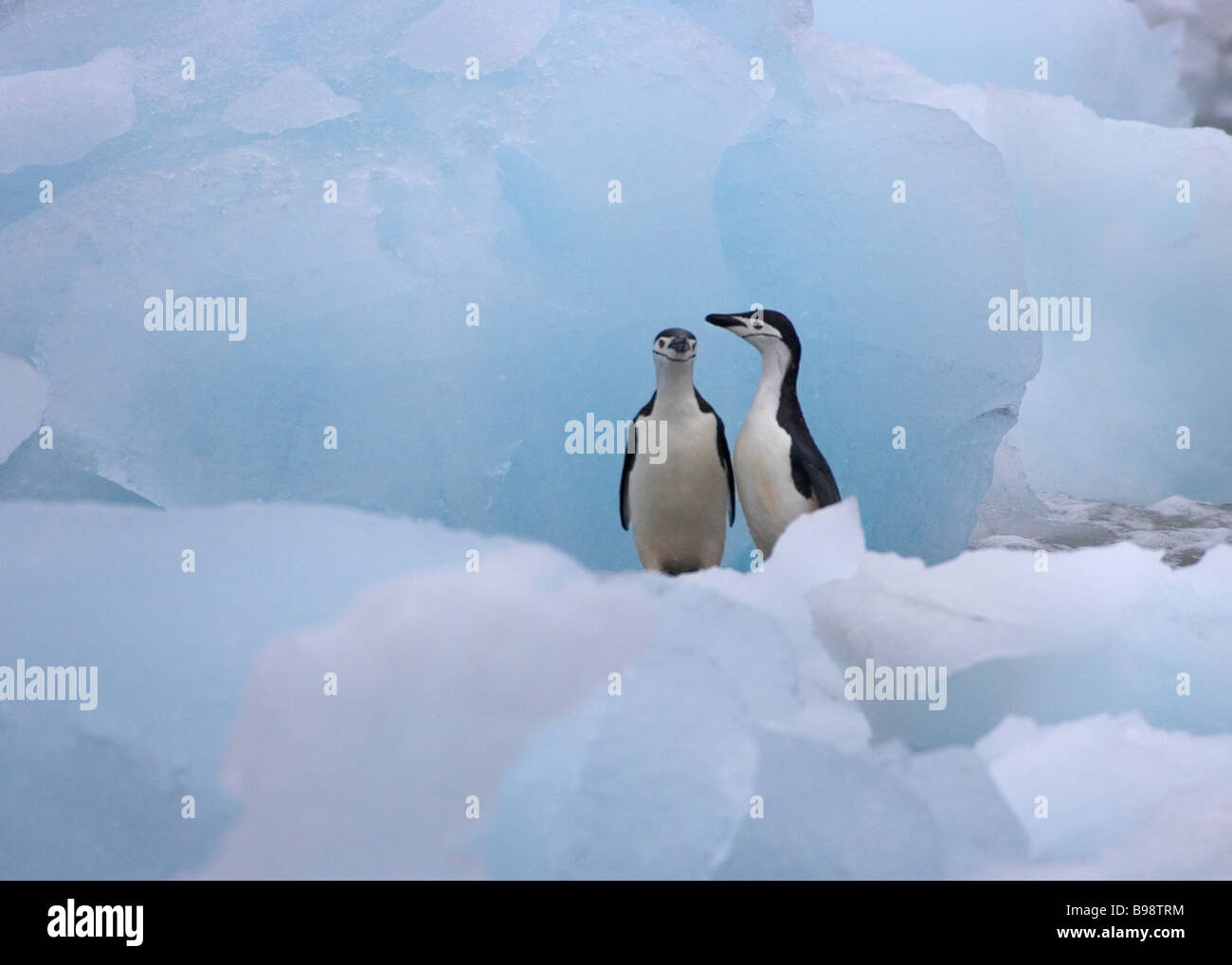 Chinstrap Penguins (Pygoscelis antarcticus) on ice Antarctica Stock ...