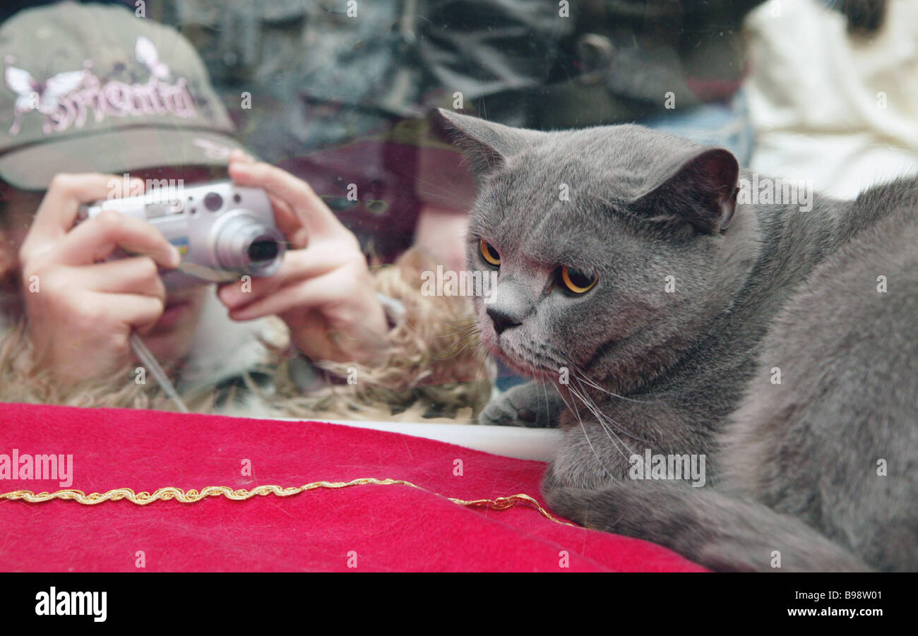Kaliningrad a Russian Baltic seaport hosted a grand cat show last ...