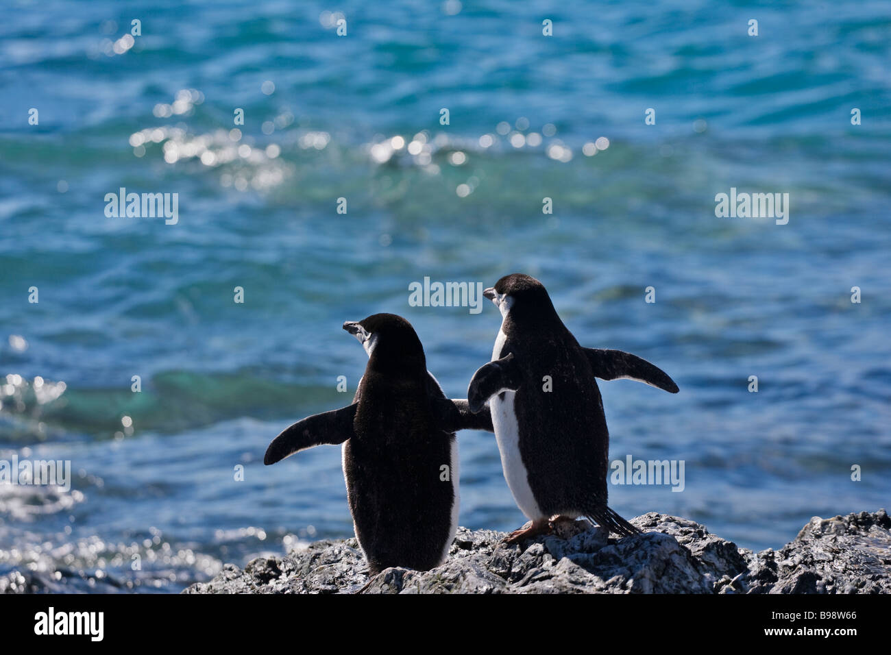 Chinstrap Penguins (Pygoscelis antarcticus) on the beach Antarctica ...