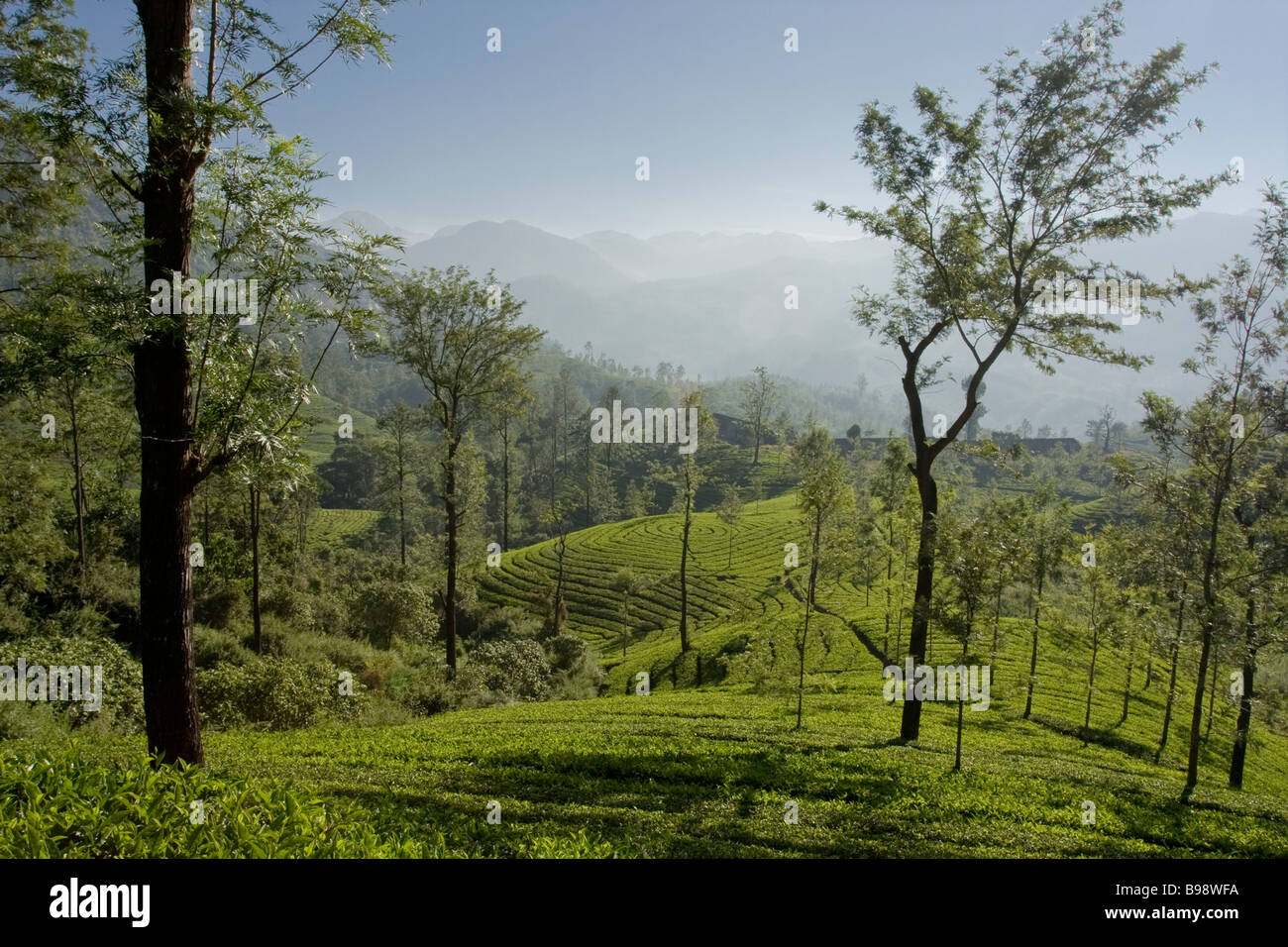 India tea estate hi-res stock photography and images - Alamy