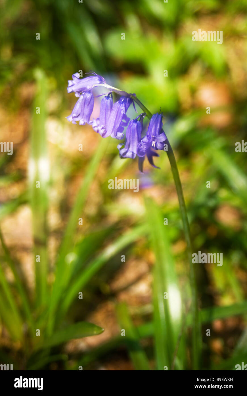 single bluebell stem Stock Photo - Alamy
