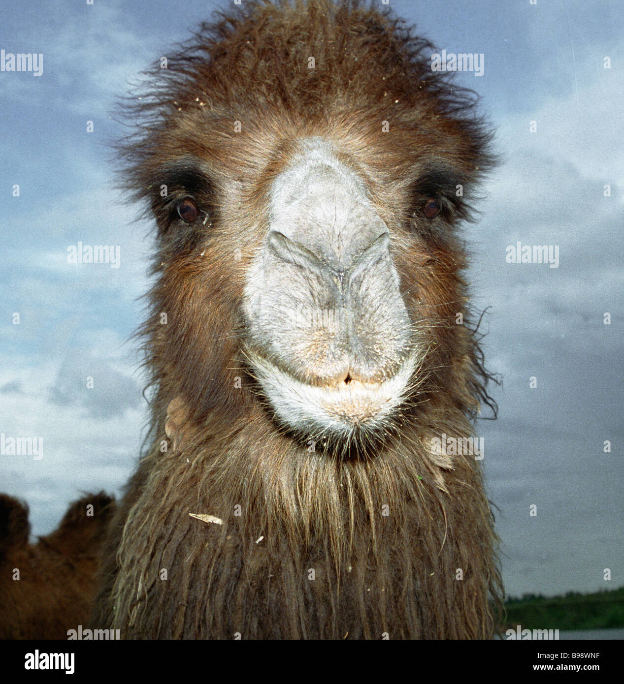 A female Bactrian camel at the Moscow Zoo s animal breeding center ...