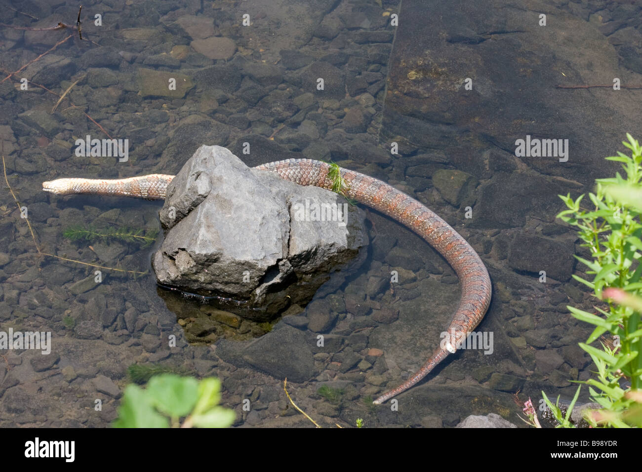 Dead snake hi-res stock photography and images - Alamy
