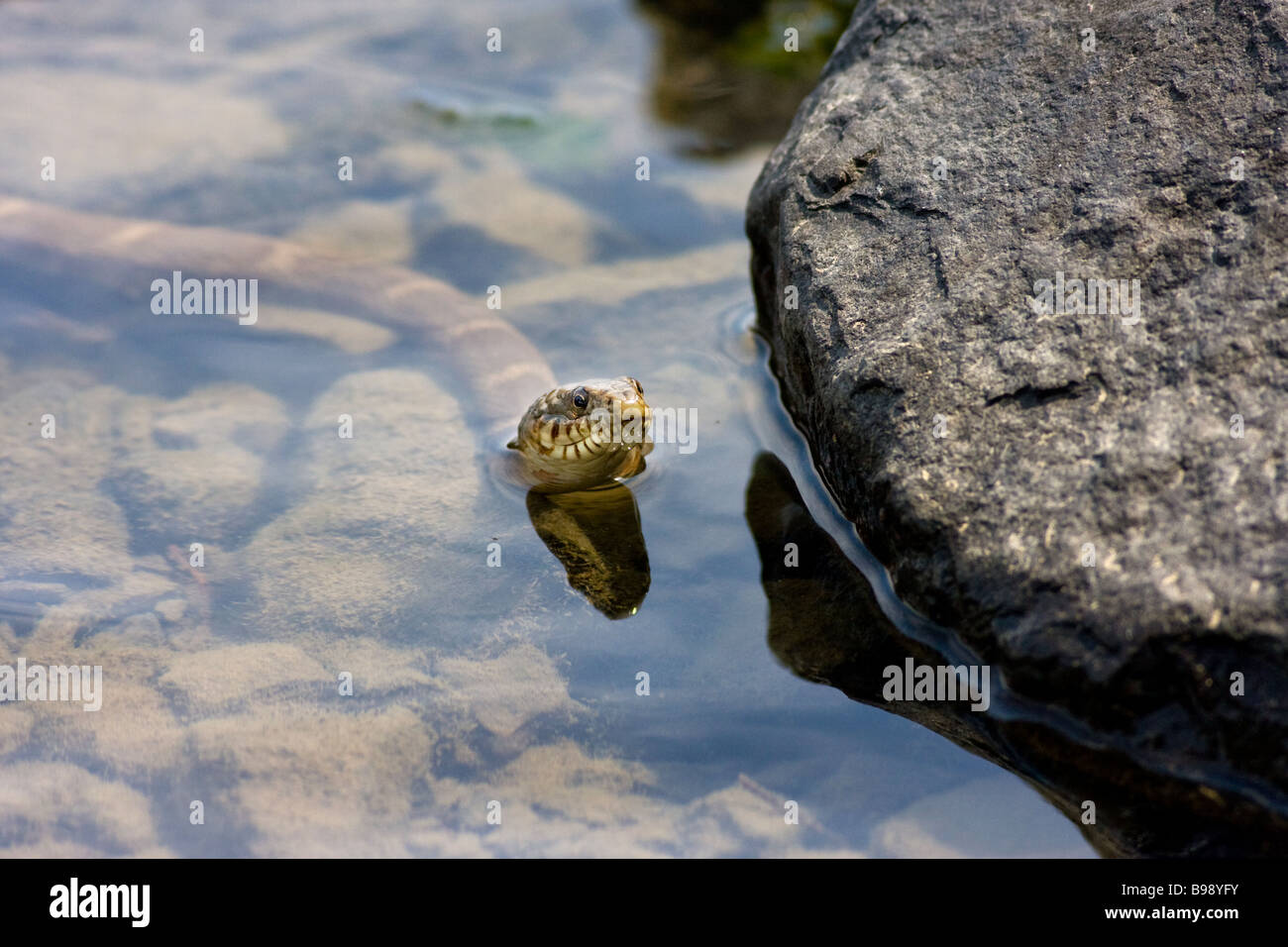 Snake lake hi-res stock photography and images - Alamy