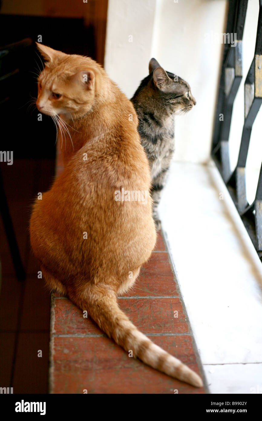 Two cats indoors tail hi-res stock photography and images - Alamy