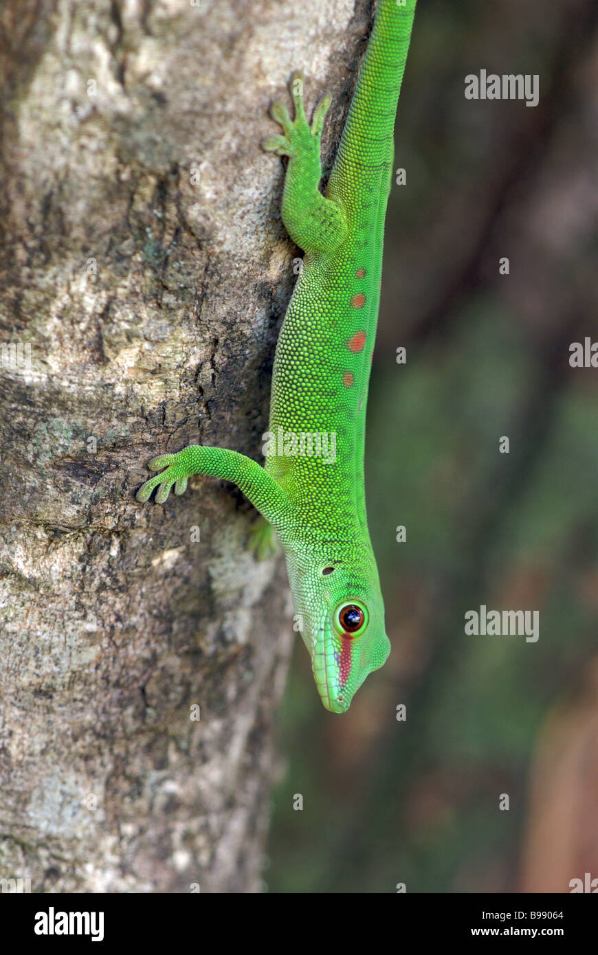 Giant Madagascar Day Gecko (Phelsuma madagascariensis grandis) on tree trunk in Ankarana Special ...