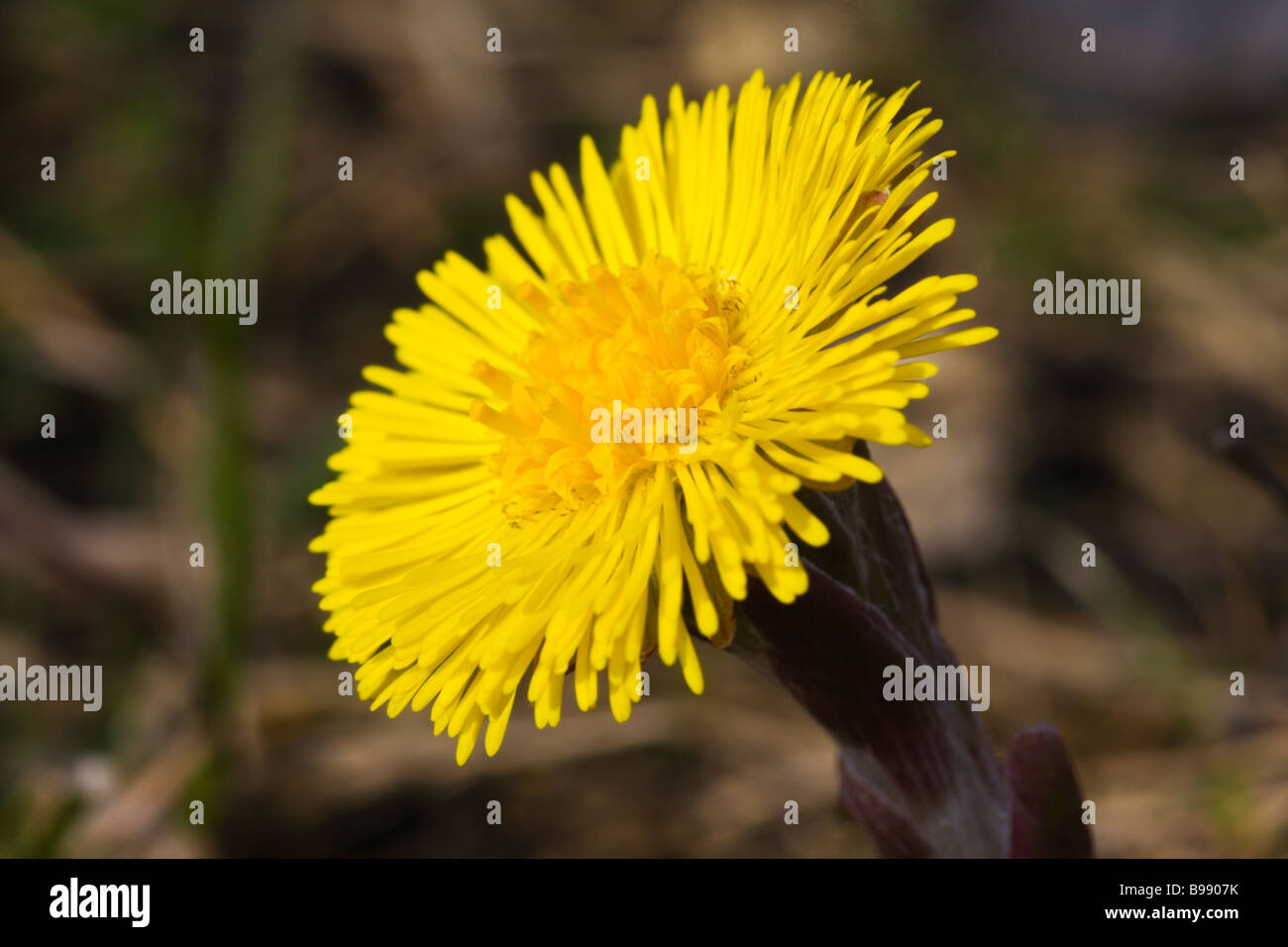 Colt's foot hi-res stock photography and images - Alamy